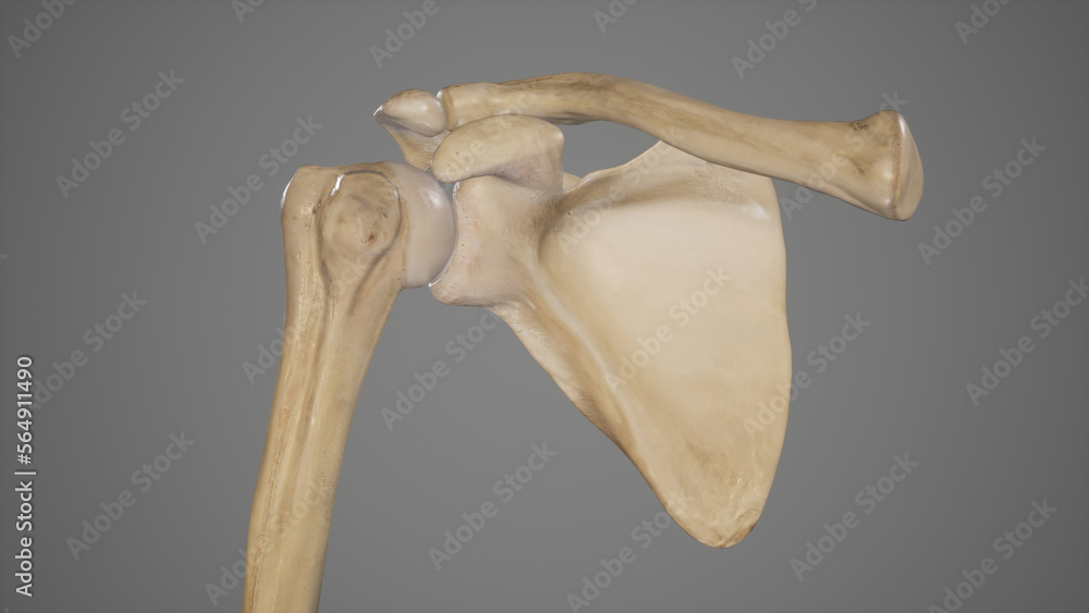 Bones of Shoulder Anatomy Stock Illustration | Adobe Stock
