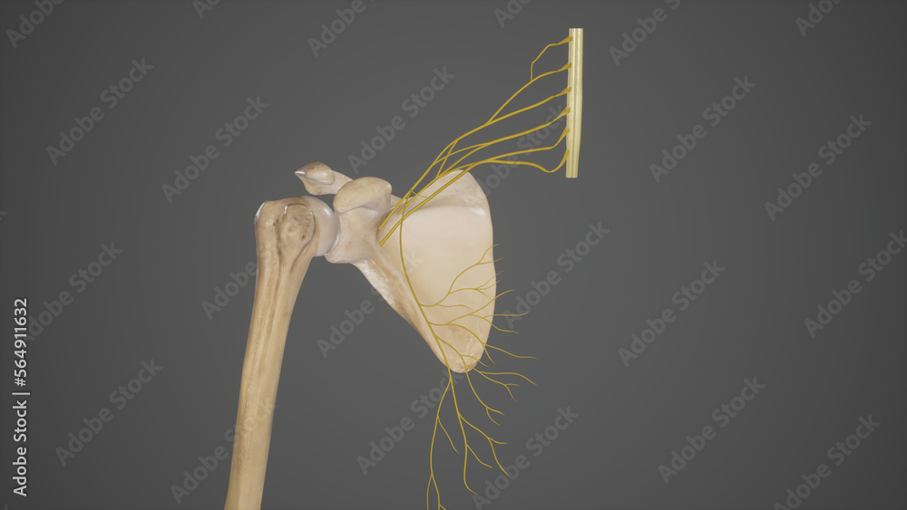 Branches of Lateral Cord of Brachial Plexus Stock Illustration | Adobe ...