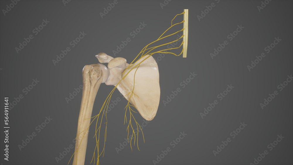 Branches of Medial Cord of Brachial Plexus Stock Illustration | Adobe Stock