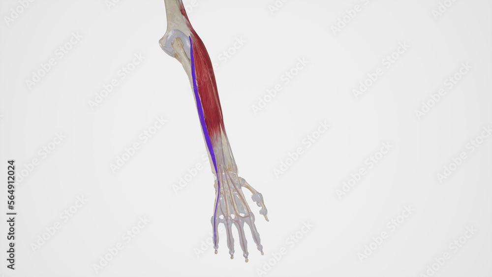 Extensor Digiti Minimi Muscle Anatomy Stock Illustration | Adobe Stock