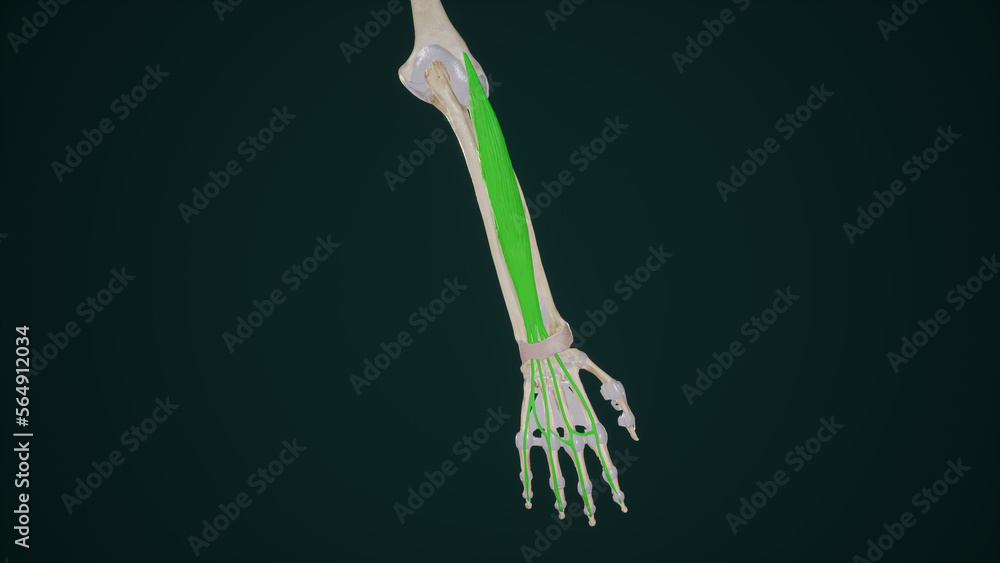 Extensor Digitorum Muscle Anatomy Stock Illustration | Adobe Stock
