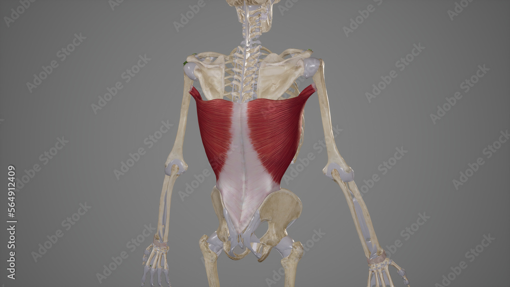 Latissimus Dorsi Muscle Anatomy Stock Illustration | Adobe Stock