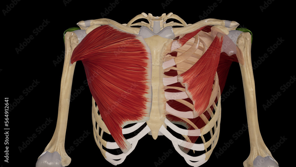 Medical Illustration of Pectoral Muscles Stock Illustration | Adobe Stock