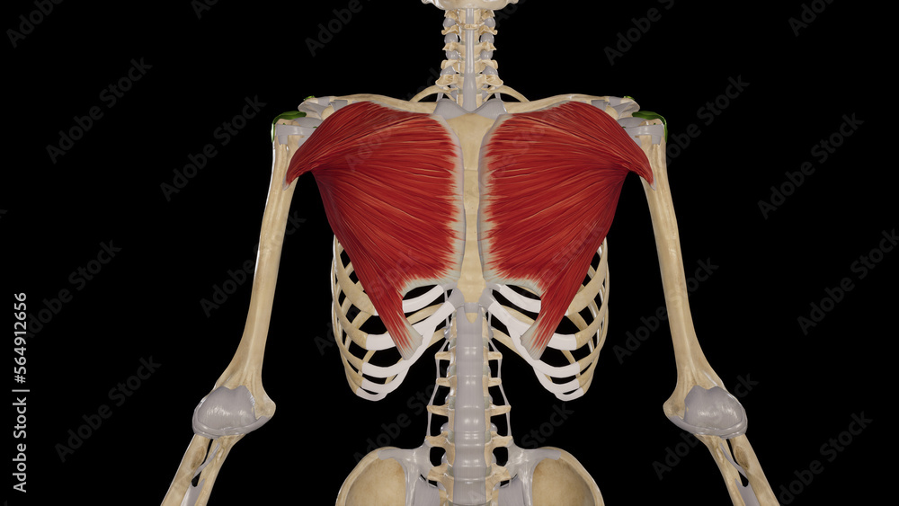 Pectoralis Major Anterior view Stock Illustration | Adobe Stock