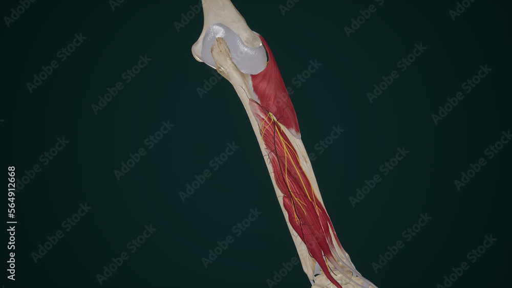 Posterior Interosseous Artery and Radial Nerve in Posterior Forearm ...