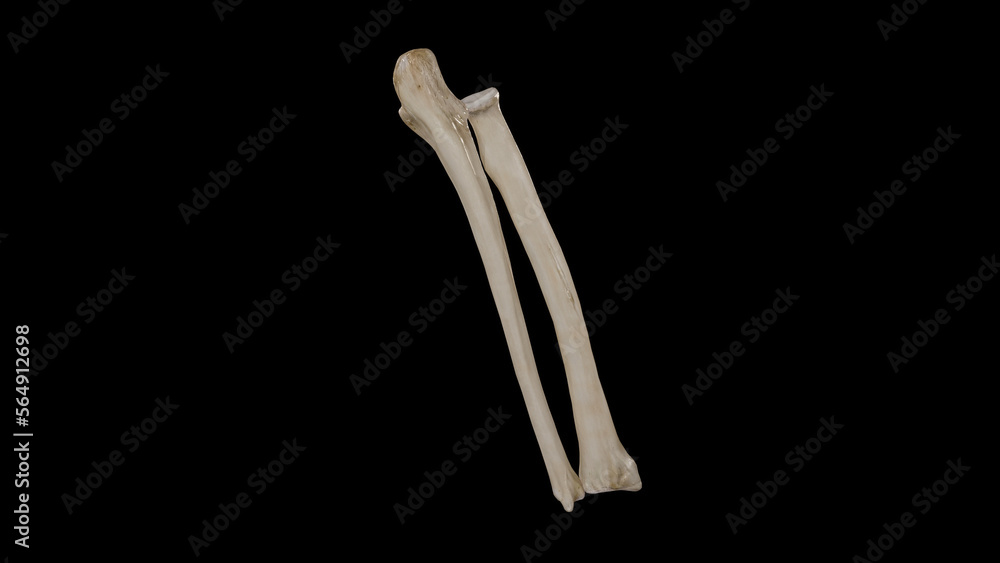 Posterior view of Right Forearm Bones Stock Illustration | Adobe Stock