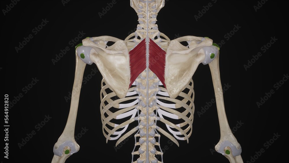 Poster Rhomboid Major Muscles – Wall Art | UkPosters