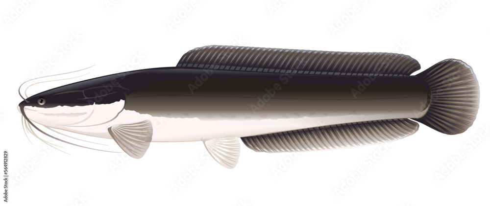 Realistic African sharptooth catfish in side view isolated illustration ...