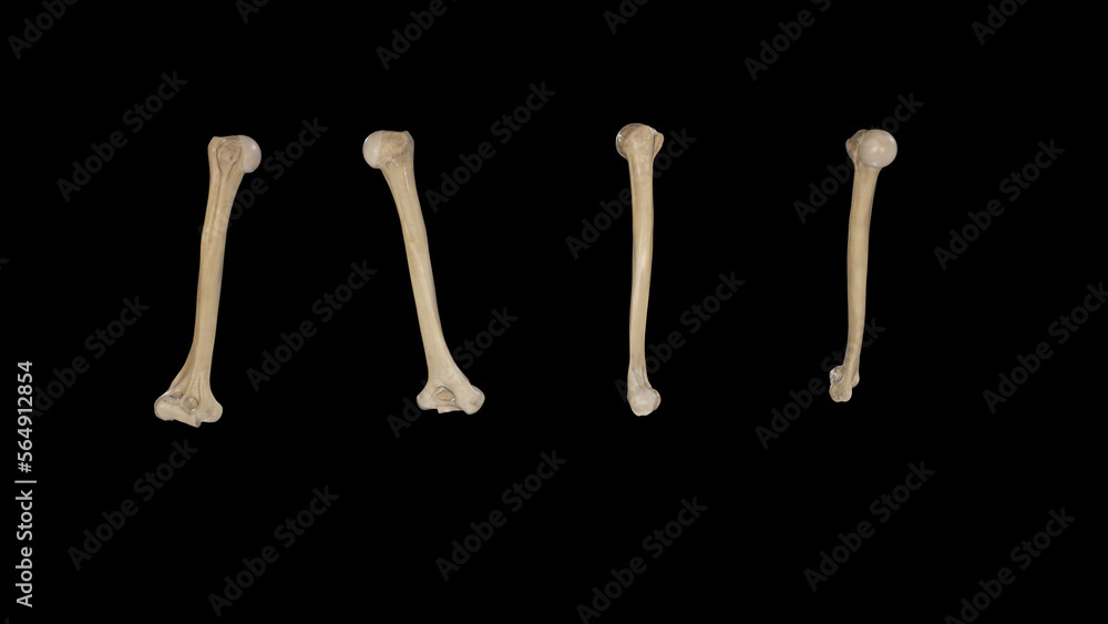 Right Humerus-Multiple Views Stock Illustration | Adobe Stock