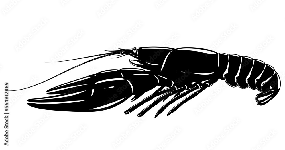 One boiled narrow-clawed crayfish in black and white isolated ...