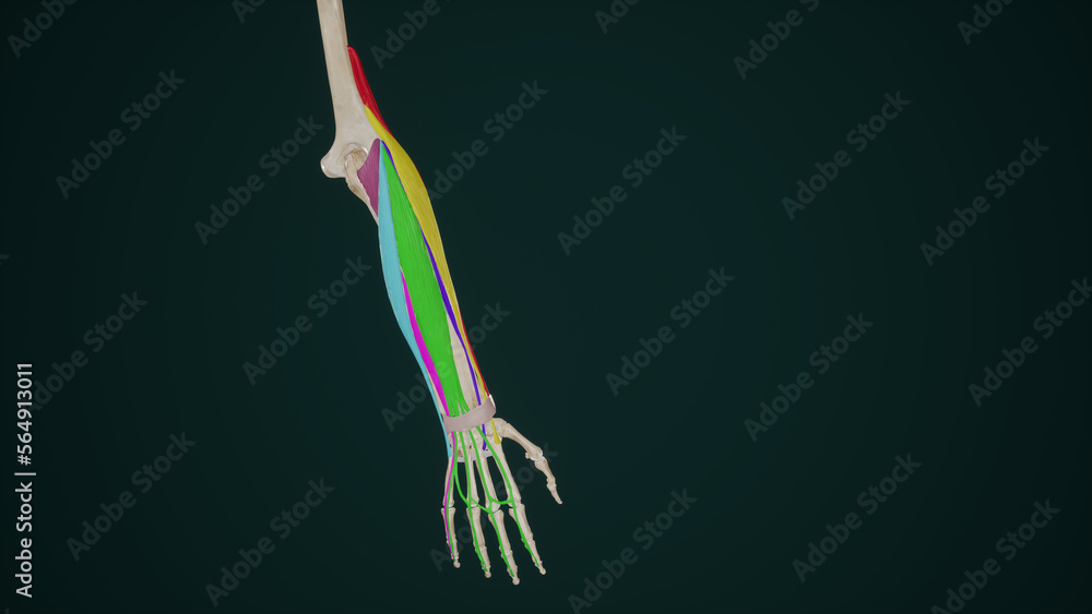 Superficial Extensor Muscles of Forearm Stock Illustration | Adobe Stock