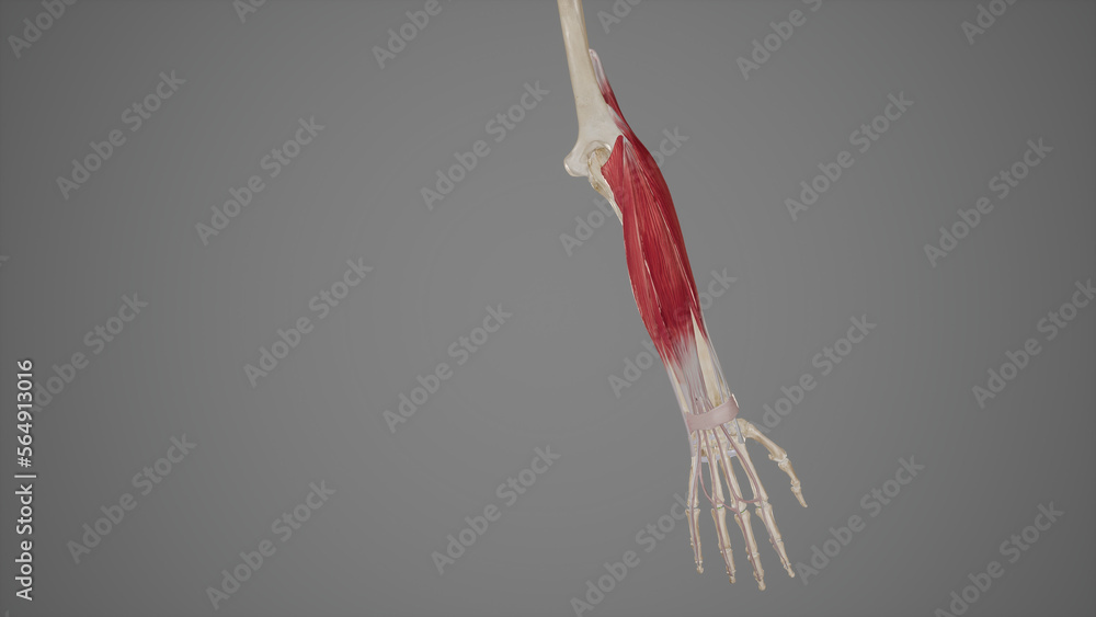 Superficial Extensor Muscles of Forearm Stock Illustration | Adobe Stock