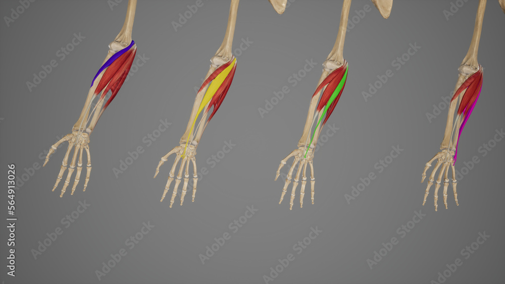 Superficial Flexor Muscles of Forearm-Individuals Stock Illustration ... Superficial Flexor Muscles of Forearm-Individuals Stock Illustration ...