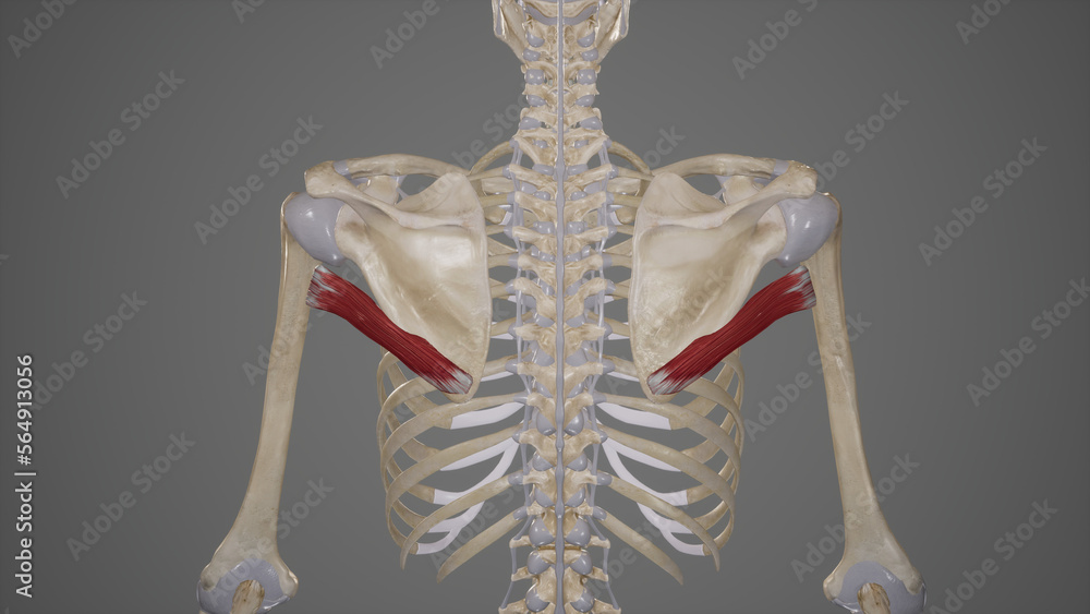 Teres Major Muscle Stock Illustration | Adobe Stock