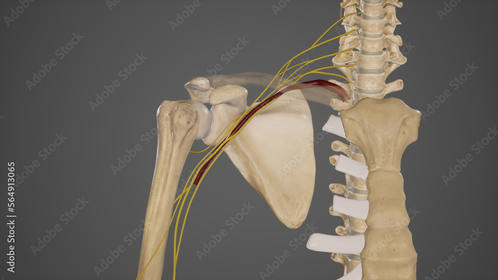 Terminal Branches of Brachial Plexus Stock Illustration | Adobe Stock