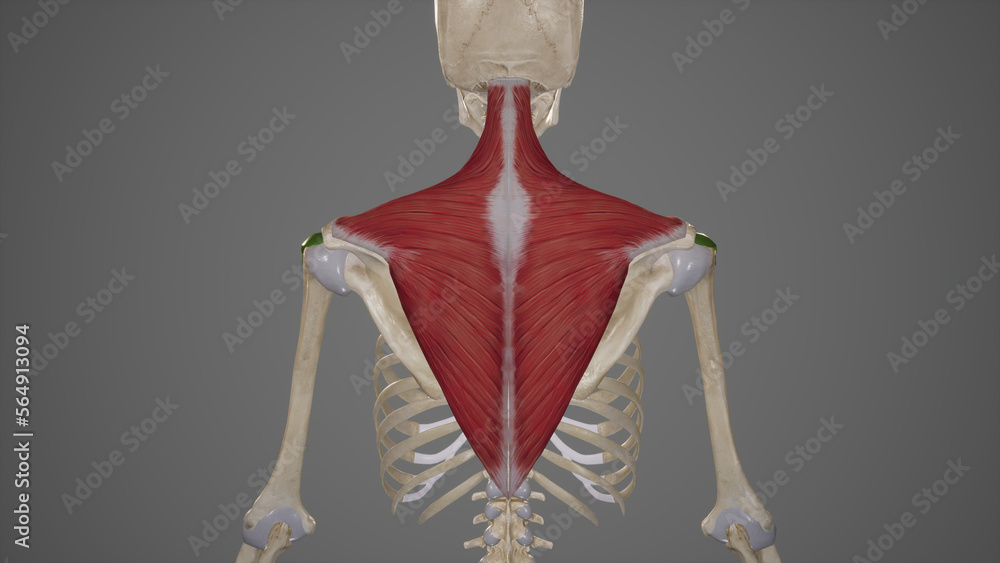 Medical Illustration of Trapezius Stock Illustration | Adobe Stock