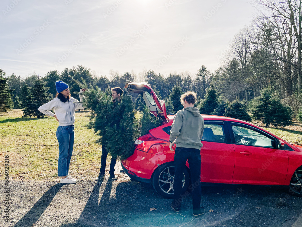 young people being silly putting tree in small car. UGC Stock Photo ...