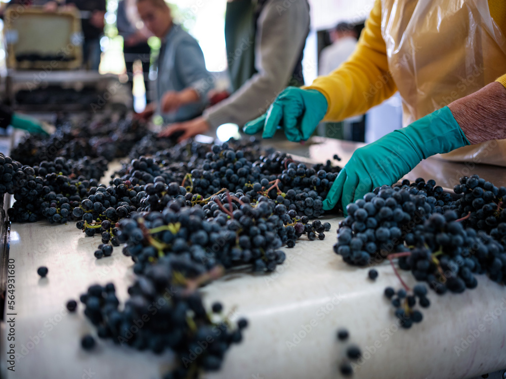 selecting grapes Stock Photo | Adobe Stock