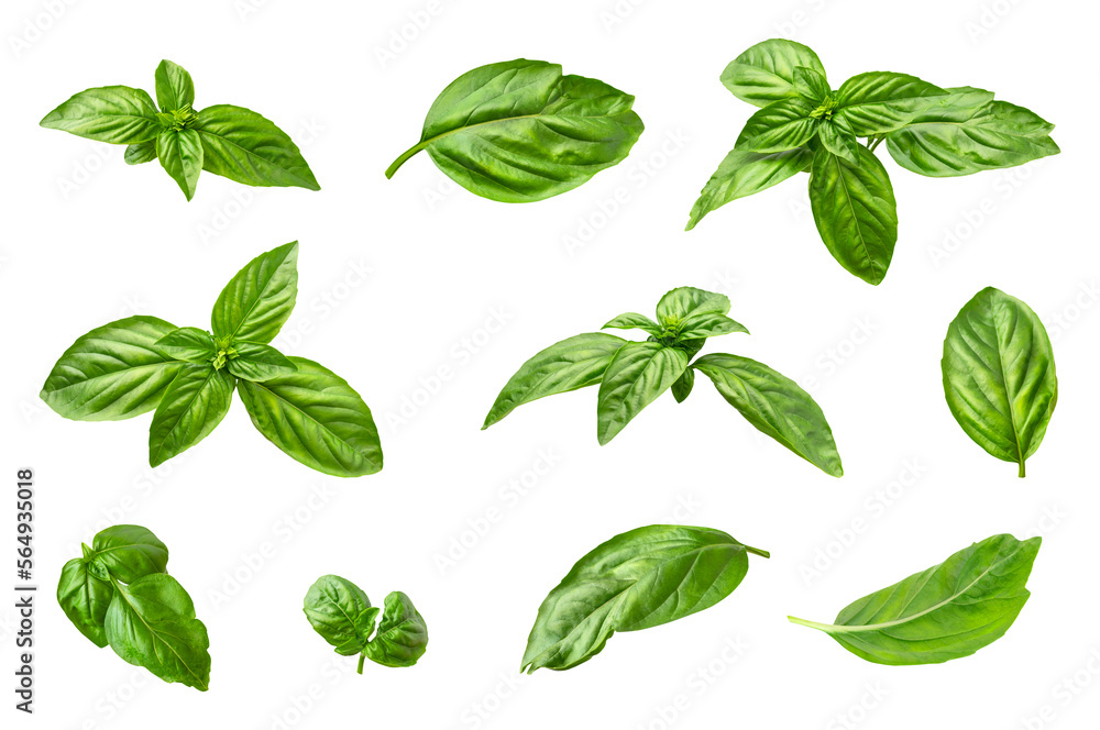 Fresh green organic basil leaves isolated on white background. With ...