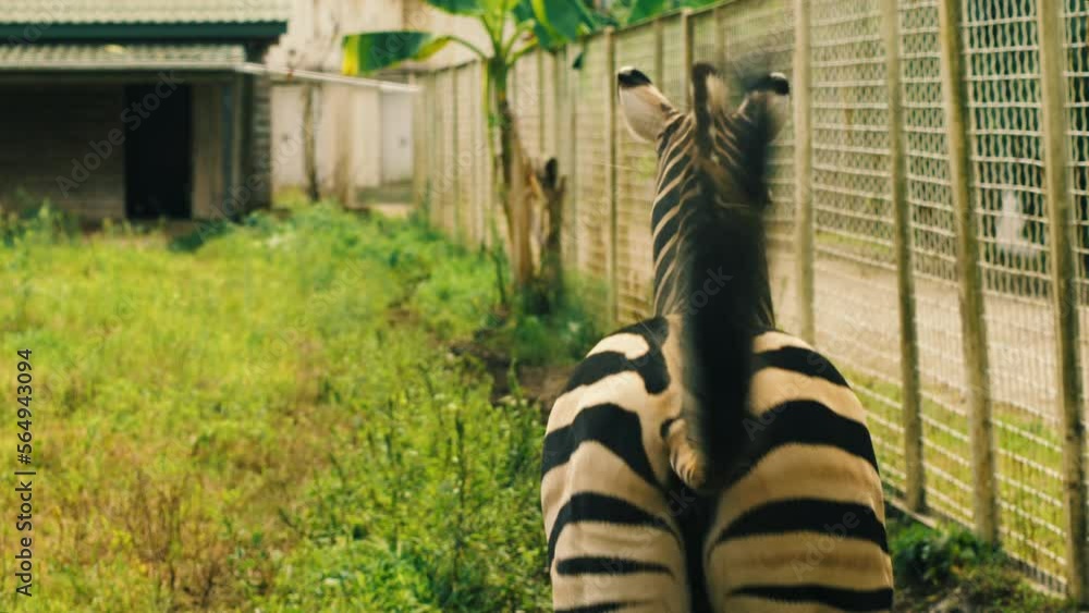 Vídeo do Stock: Close-up of a zebra. Back view. The animal waving its ...