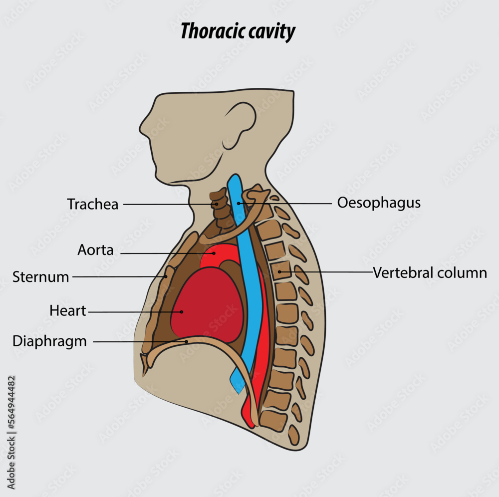 Thoracic cavity lateral view vector illustration drawing labeled Stock ...