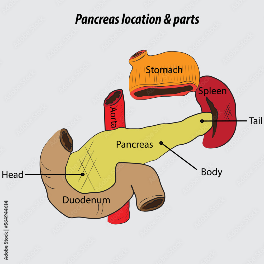 Pancreas Location and parts labeled diagram vector drawing Stock Vector ...