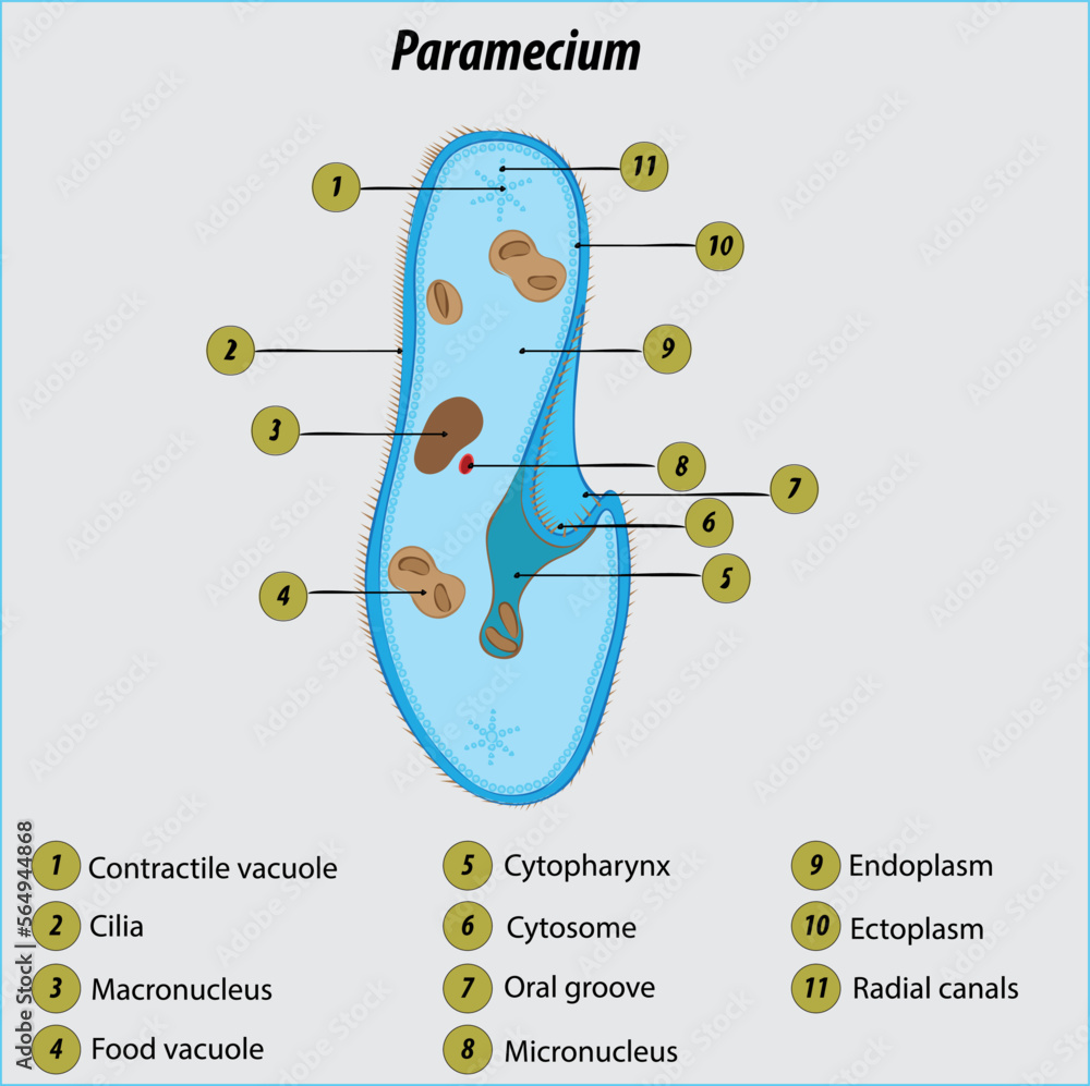 Paramecium protozoa labeled diagram vector illustration Stock-vektor ...
