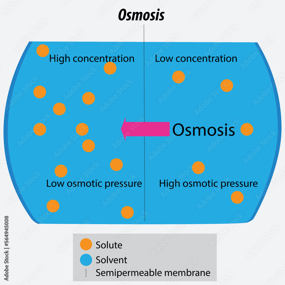 Vector drawing of Osmosis of solvent molecules through the ...