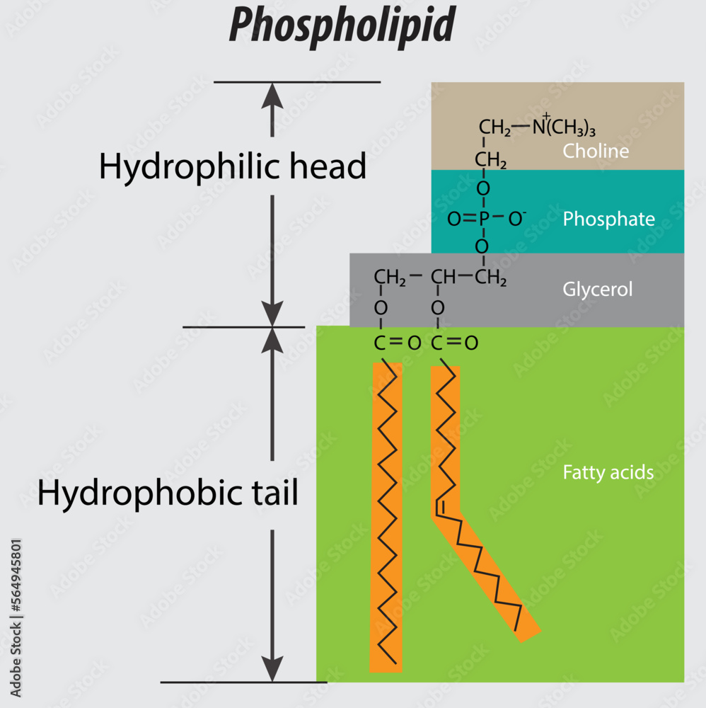 Phospholipid structure backbone vector labeled properly. choline group ...