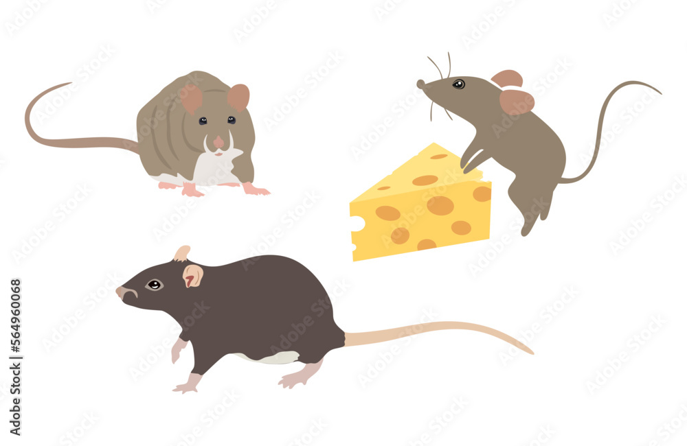 Set of Mouse or rat illustration in flat style. Collection of mouse ...