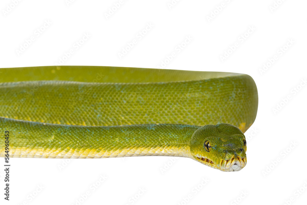 Detail of head of adult Green Tree Python aka Morelia viridis on flat ...