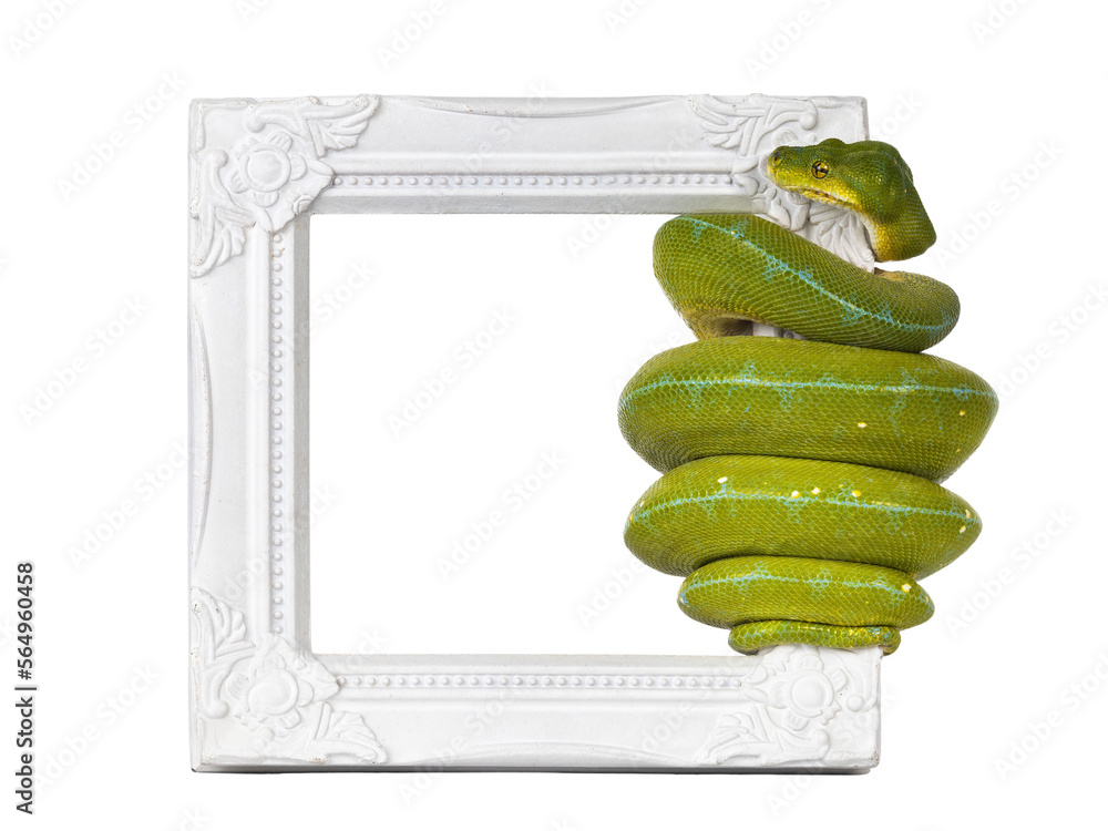 Adult Green Tree Python aka Morelia viridis hanging on side of white ...