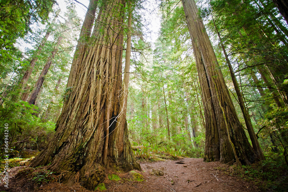 A pathway winds between two giant Redwood trees in California's ...