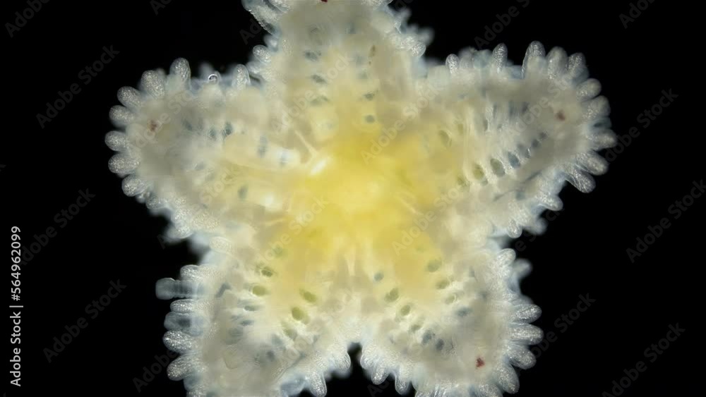 Vidéo Stock Young starfish Asteroidea under a microscope, type ...