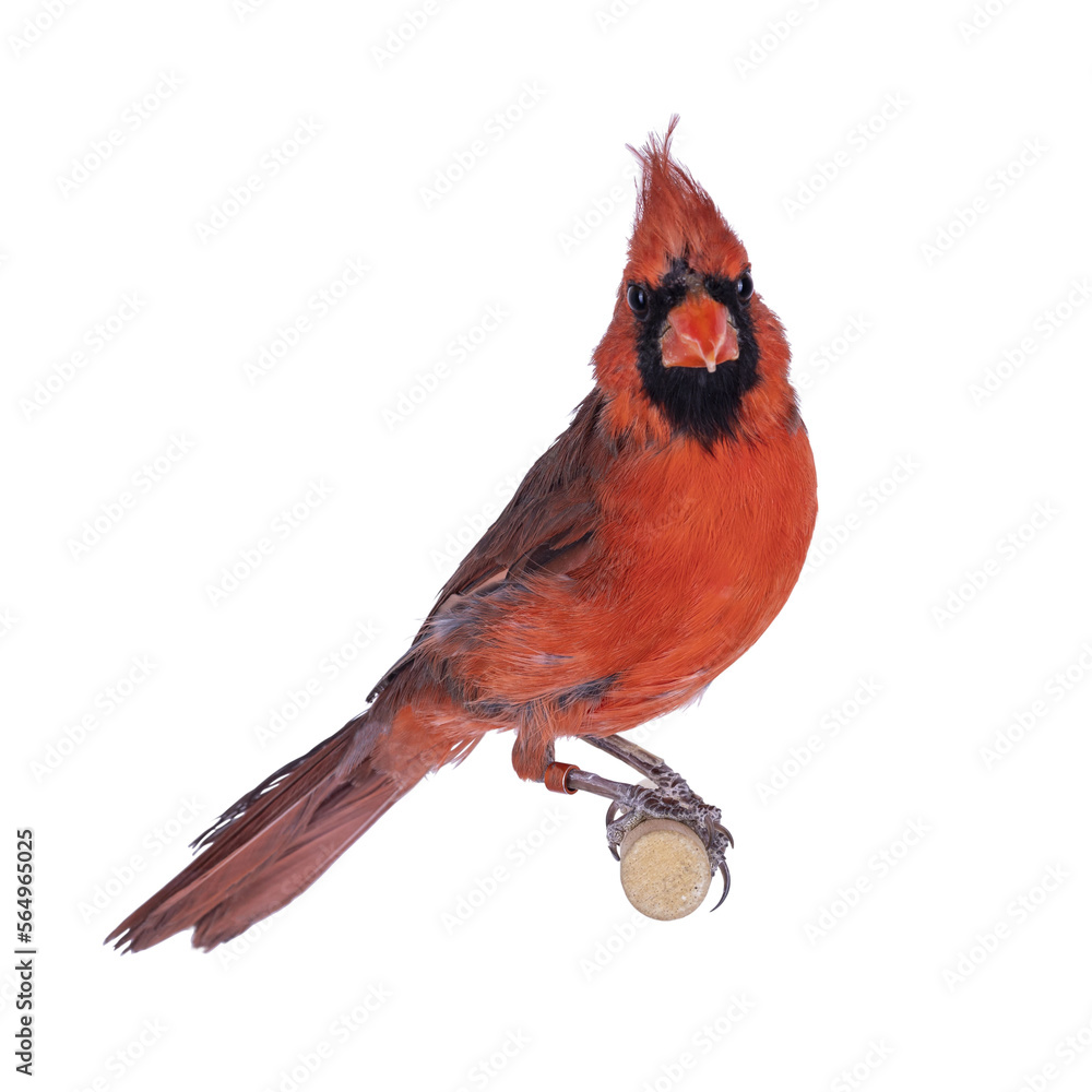 Male Northern Cardinal aka Cardinalis cardinalis bird, sitting on ...