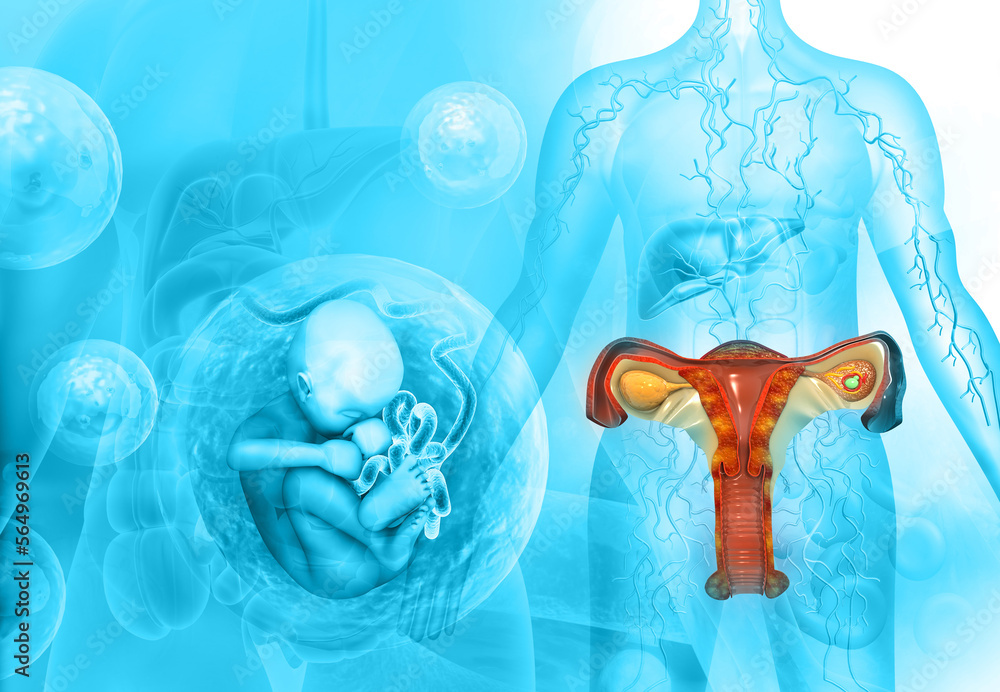 Uterus anatomy with fetus. 3d illustration. Stock Illustration | Adobe ...