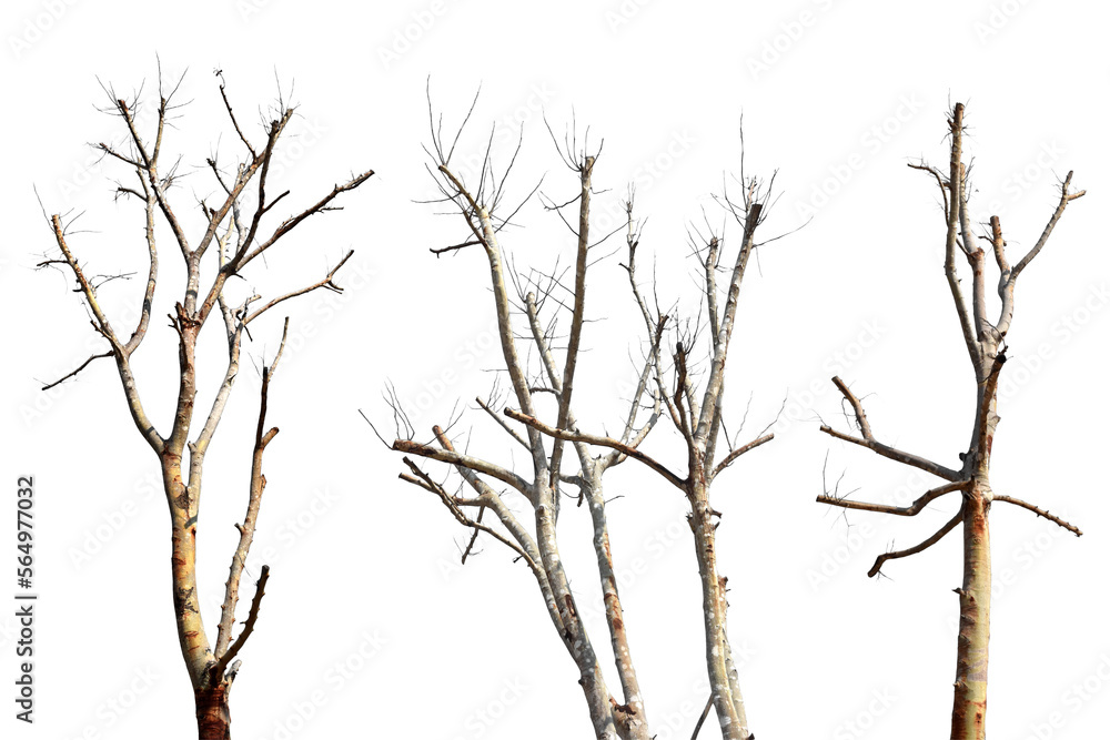 Collection trees without leaves isolated on transparent background PNG ...