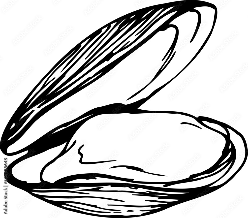 Mussel black and white vector illustration isolated on a white ...