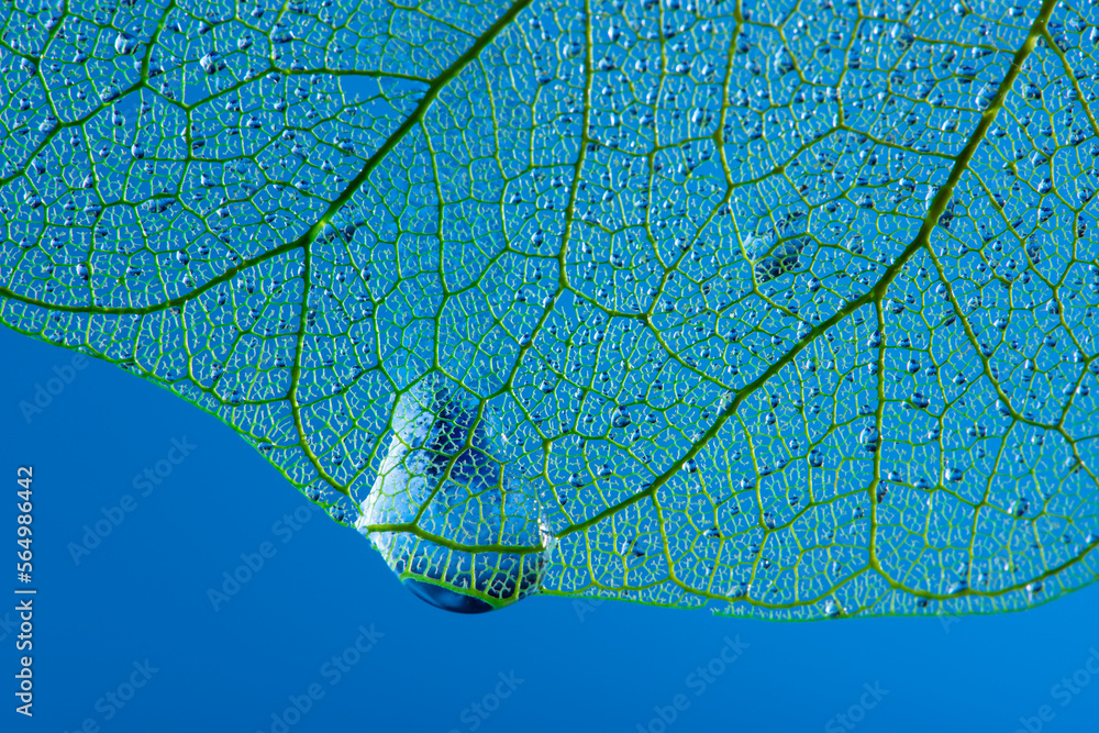 dewy leaf skeleton, leaf background with veins and cells - beautiful ...