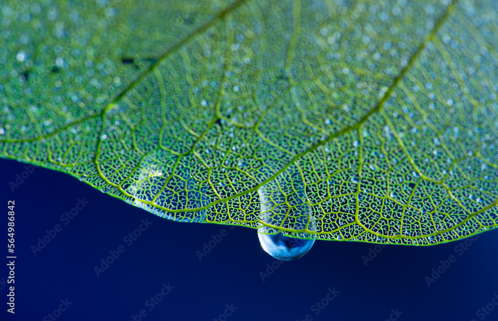 dewy leaf skeleton, leaf background with veins and cells - beautiful ...