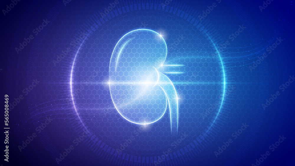 Human Kidney Urinary System Futuristic Medical Hologram Neon Glow ...