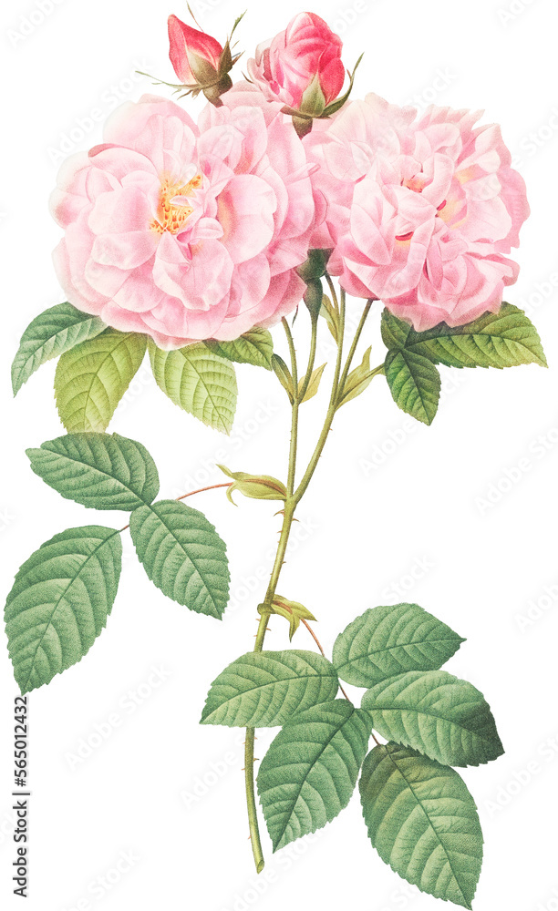 Beautiful vintage pink rose flowers illustration high quality die-cut ...