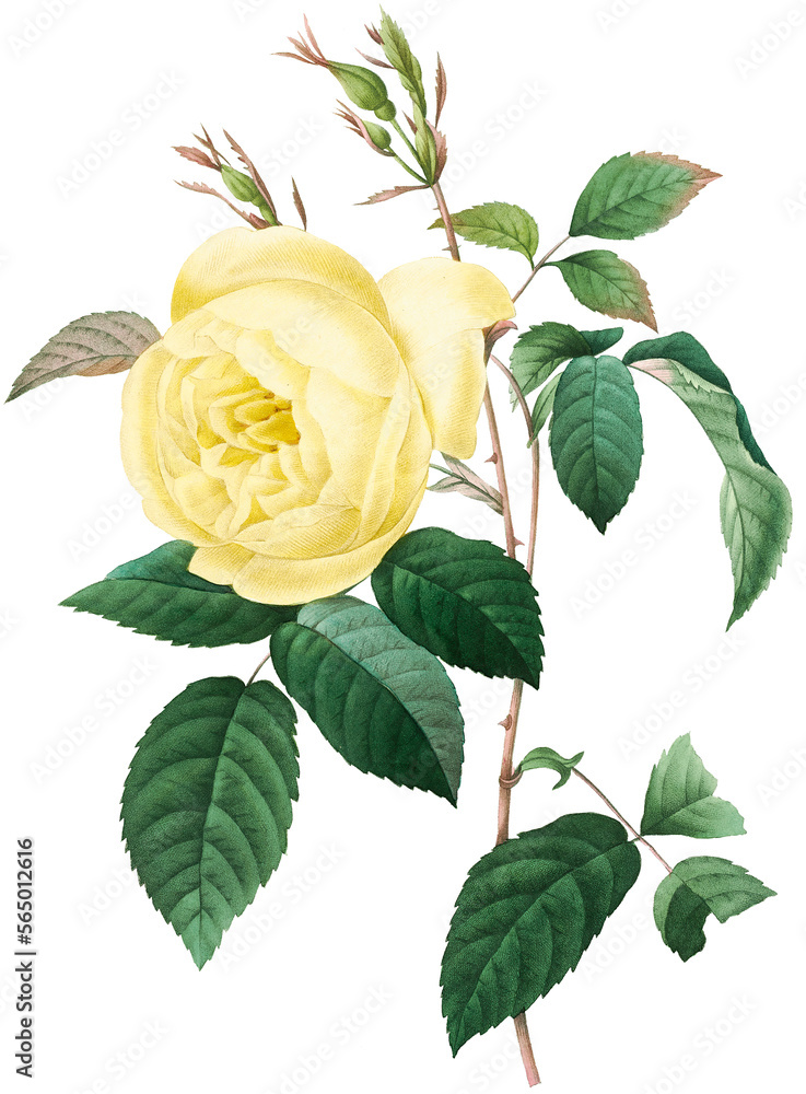 Beautiful vintage yellow rose flowers illustration high quality die-cut ...