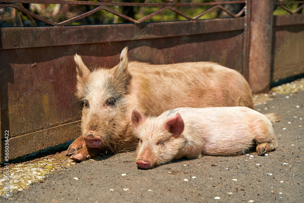 The life of a family of pigs in the village. Breeding pigs Stock Photo ...