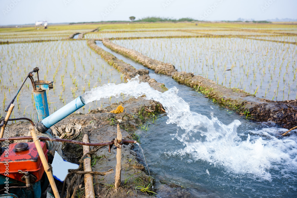 Irrigation of rice fields using pump wells with the technique of ...