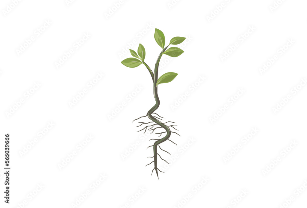 tree seeds vector illustrations Stock Vector | Adobe Stock