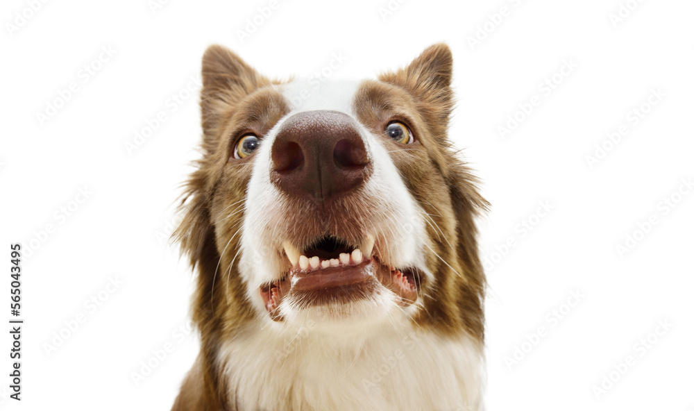 Funny surprised border collie dog looking with funny expression face ...