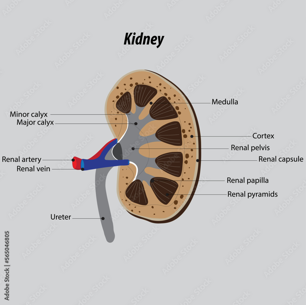 Structure drawing of kidneys. anatomy of kidneys. Stock Vector | Adobe ...