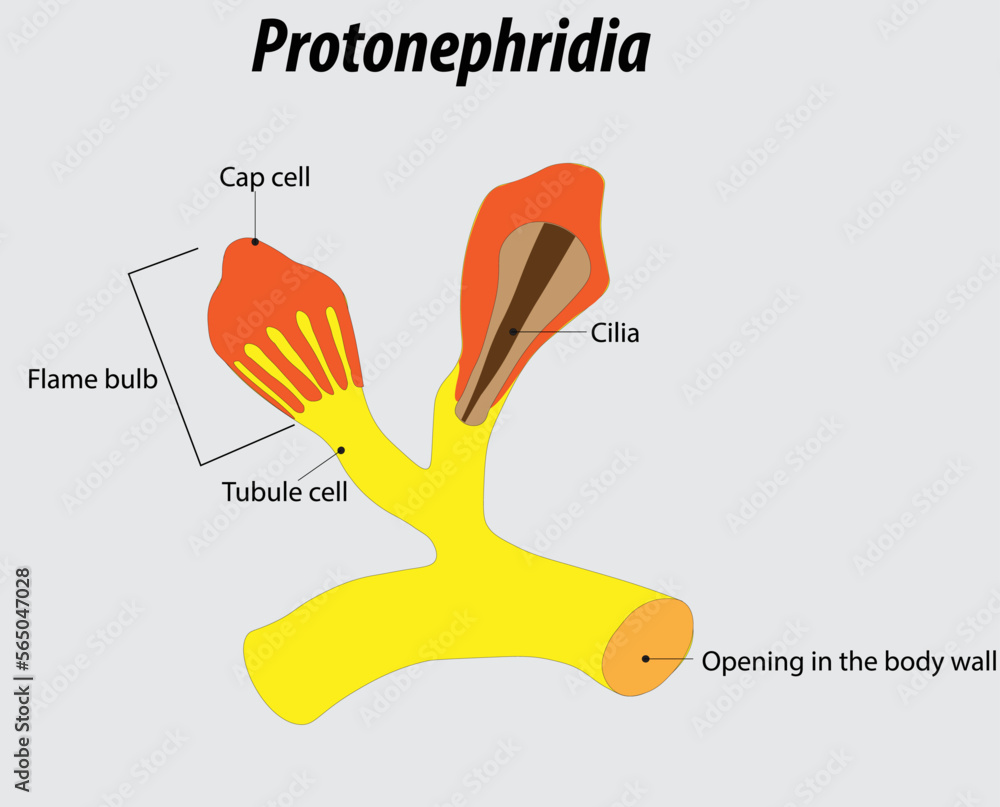 Protonephridia vector illustration drawing with layers labeled diagram ...