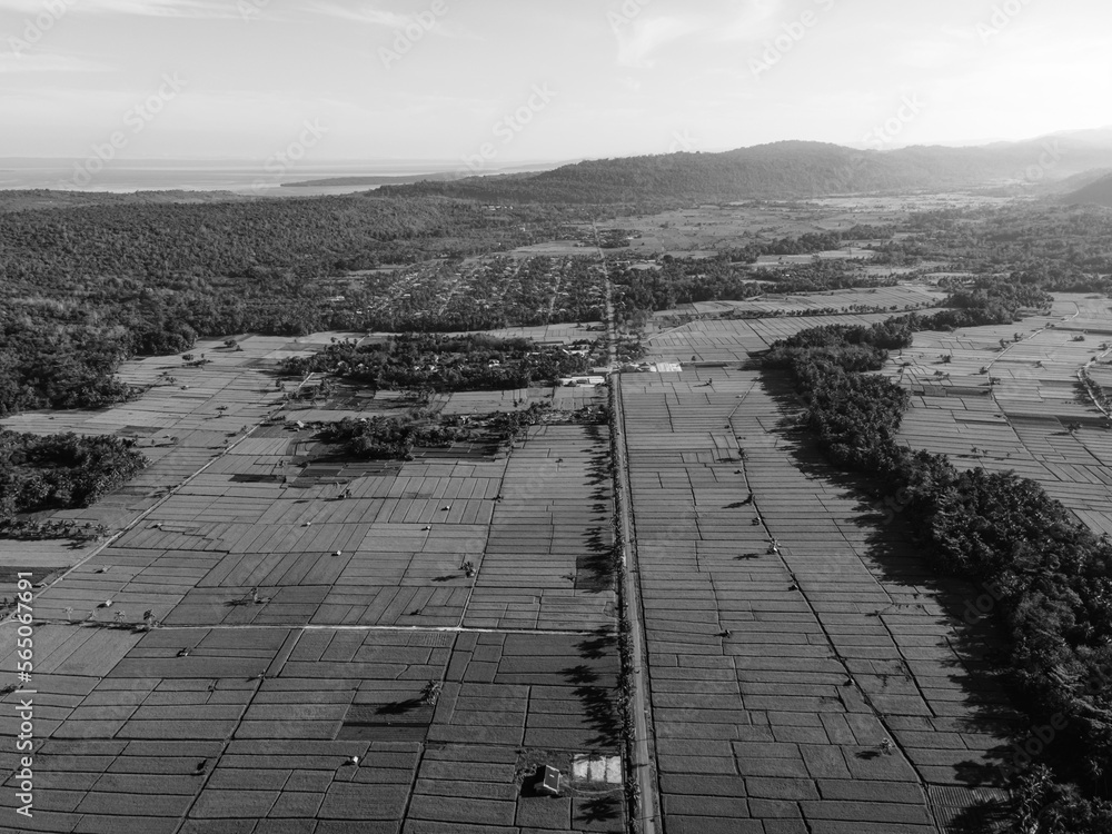 Aerial view of rice fields on black and white background Stock Photo ...